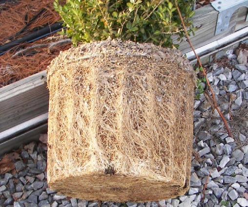 Root Bound Pothos : r/plants