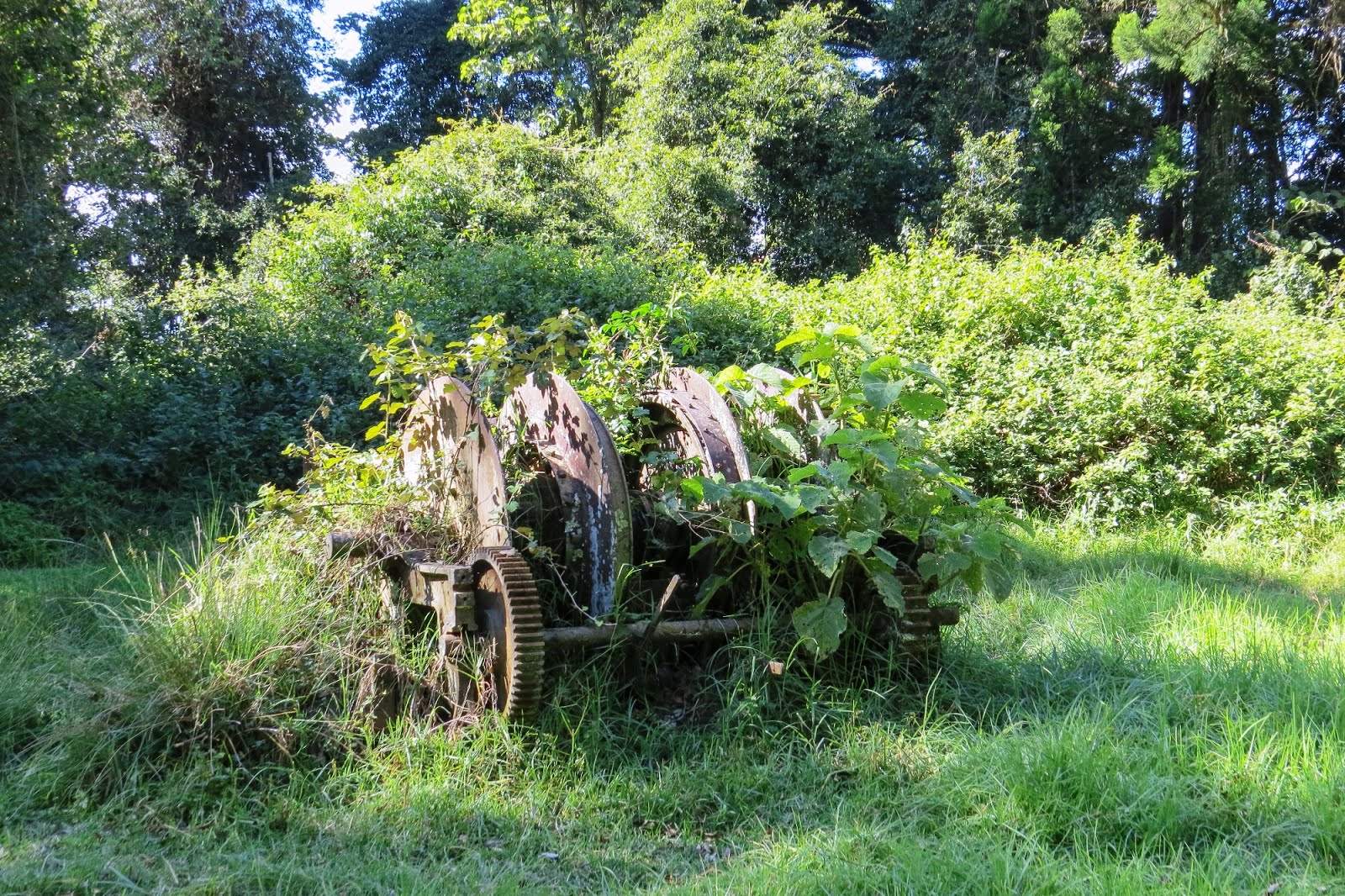 National Park Odyssey: Manna Gum Camping Area, Goomburra Section of ...