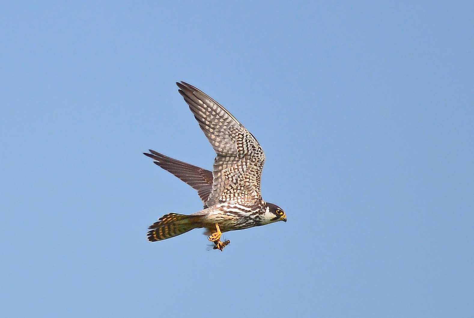Birding with Flowers: August 2012