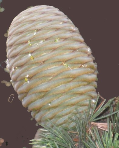 parquealamillo-encinarosa: Cedro del atlas / Cedrus atlántica / Cedro ...