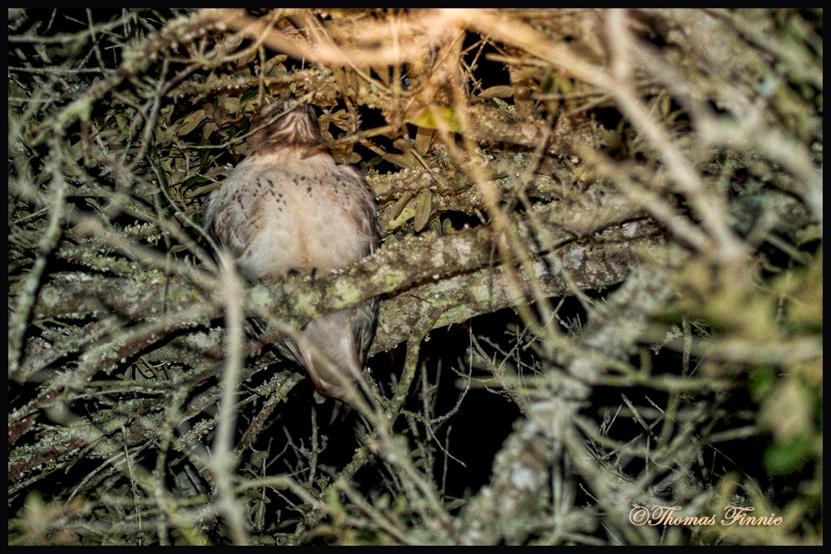 Thomas Finnie Photography: WHERE DO HAWKS SLEEP?
