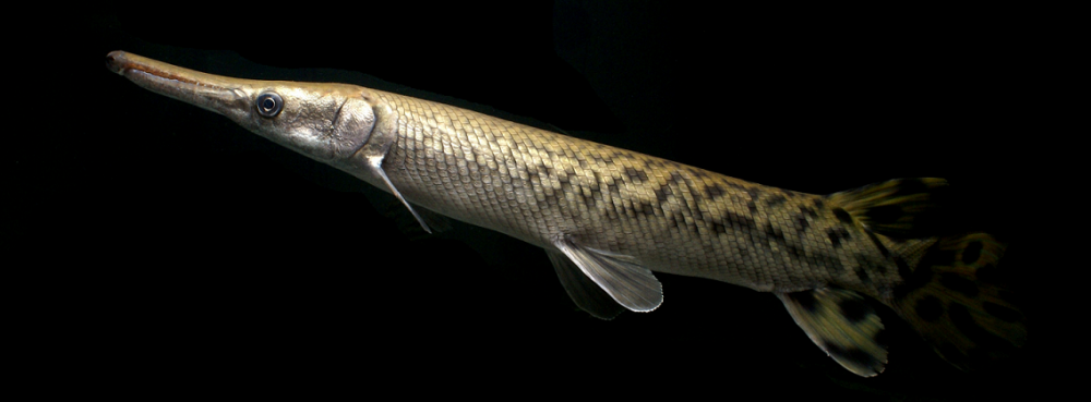 Ikan Hias ku: IKAN GAR (Atractosteus, Lepisosteus)