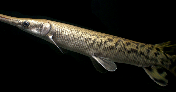 Ikan Hias ku: IKAN GAR (Atractosteus, Lepisosteus)