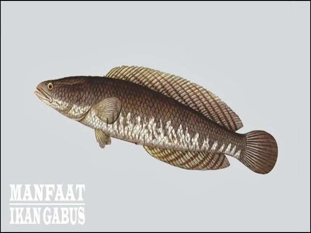 Gambar Ikan Gabus ukuran Kecil dan Besar serta Manfaatnya