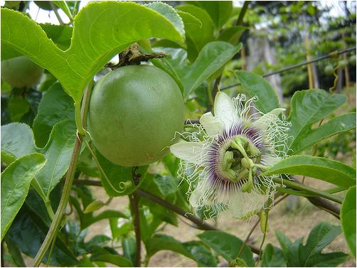 Belleza Natural del Sumapaz: LA GULUPA- MAURICIO ALEJANDRO GARCIA ...