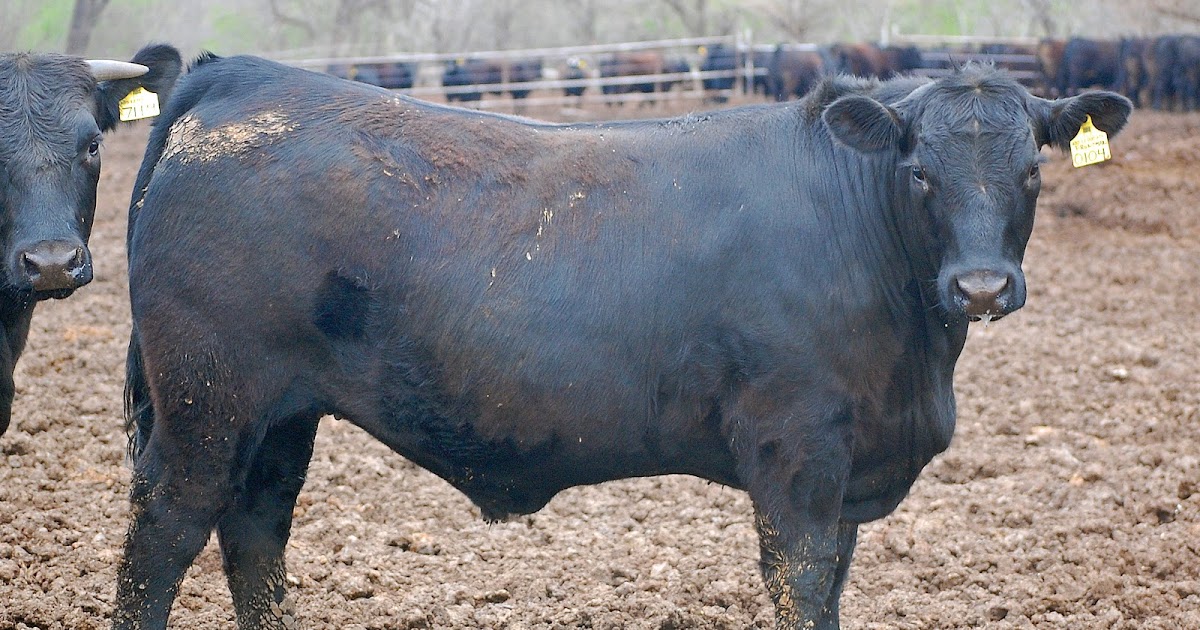 Peters Cattle: Fat Cattle