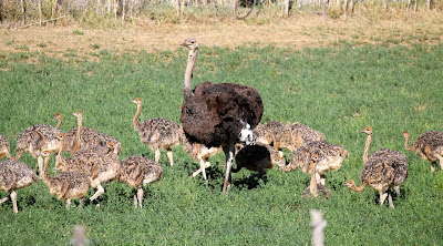 Tales from the Tulls: Amazing Birds