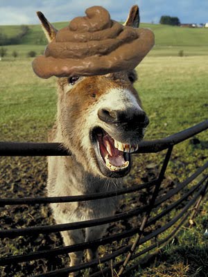 Random Donkey Poop