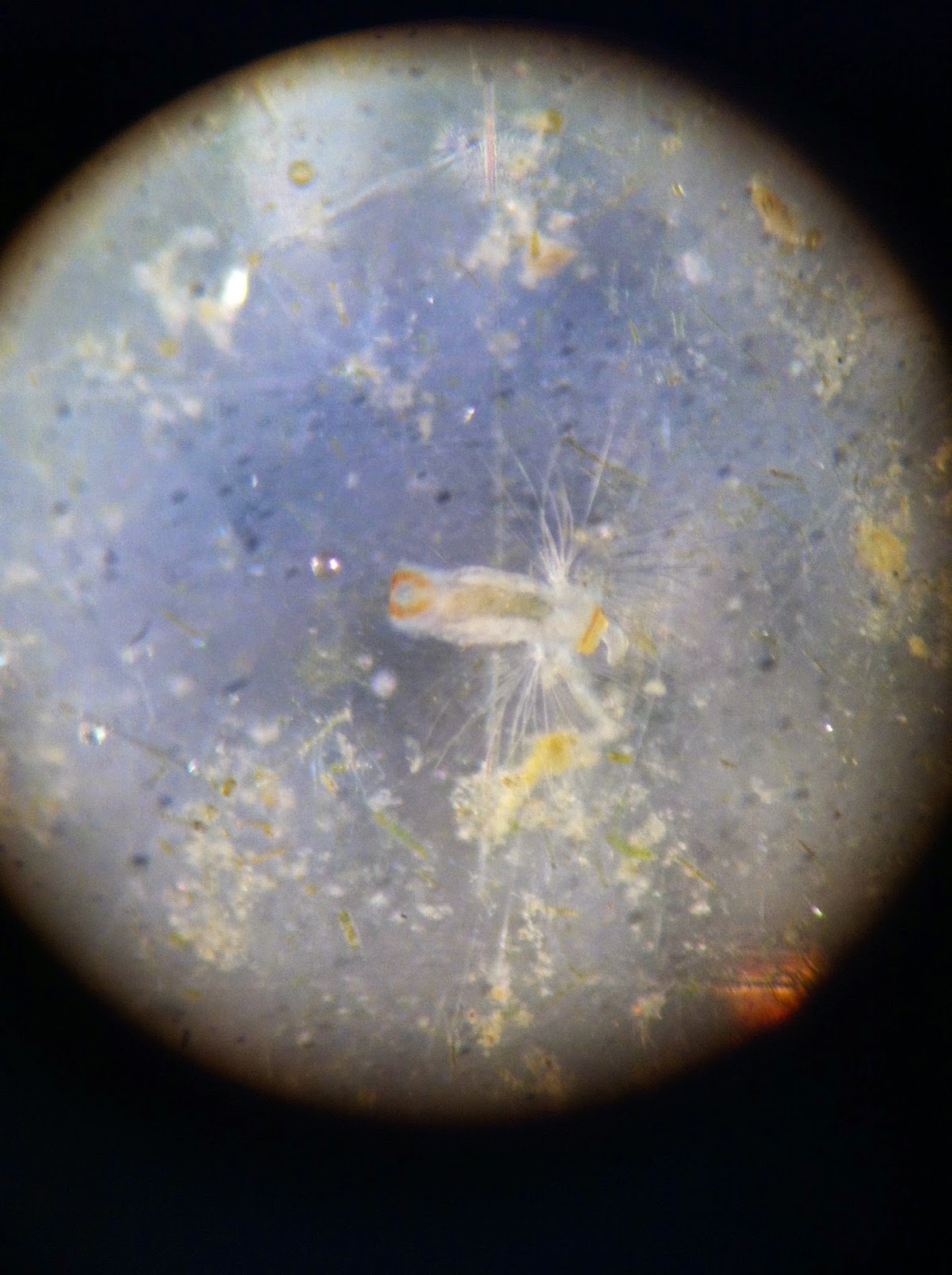 Promoting Research Investigations in the Marine Environment: Peter ...