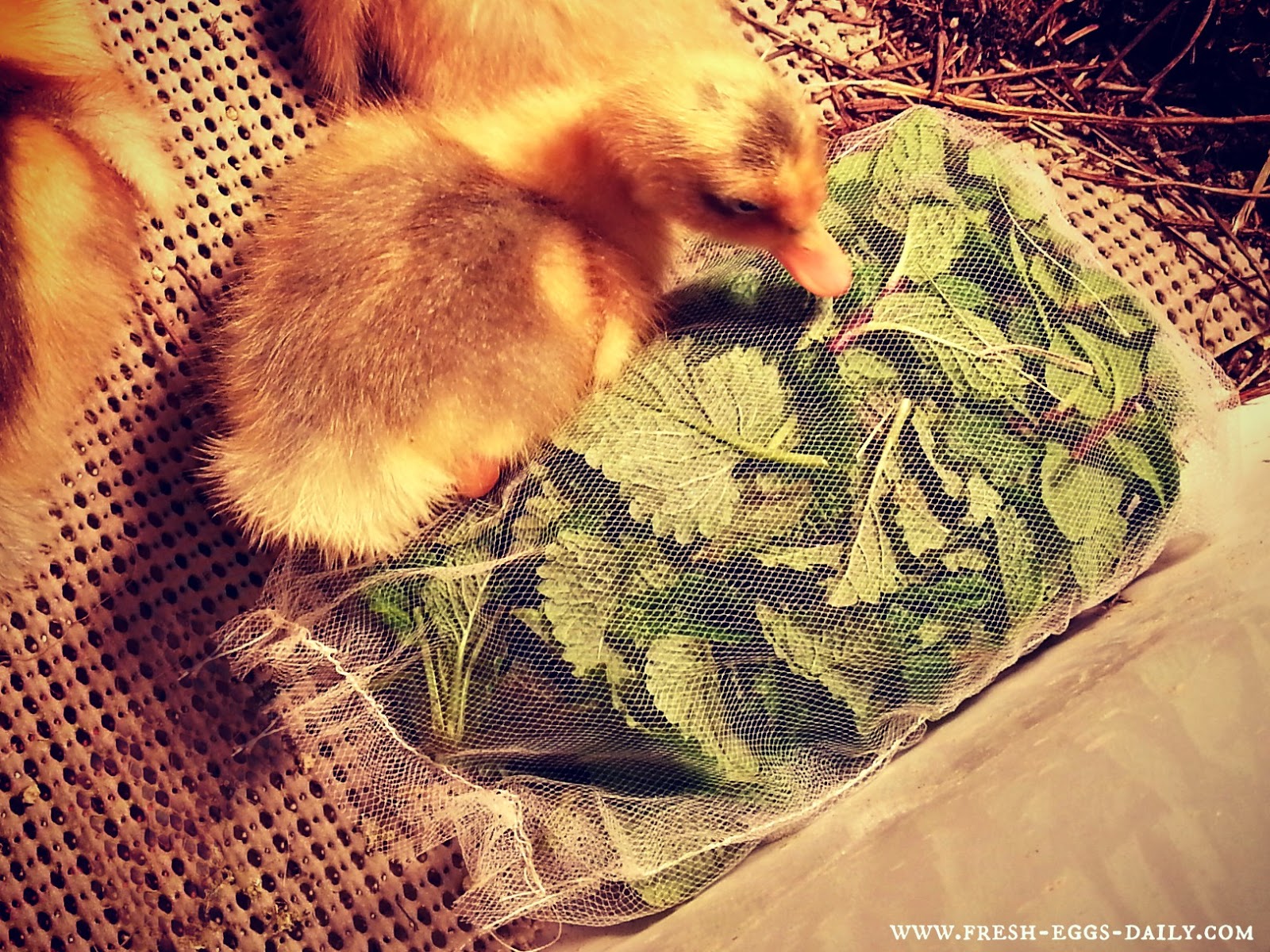 DIY Brooder Box Herbal Sachets for Baby Chicks and Ducklings - Fresh ...