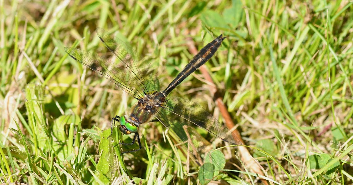 The Dragonfly Whisperer: Species Spotlight: American Emerald