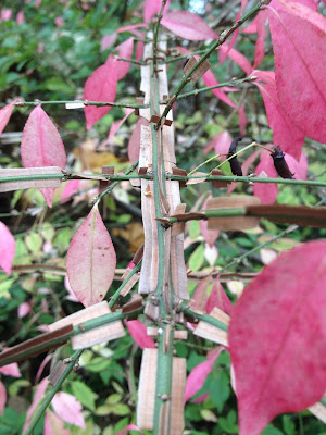 PHILLY TREES: THE CAVE OF KELPIUS