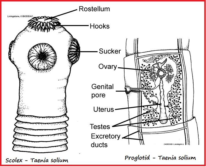 CACING PIPIH ITU APA? - MAHKOTA SAINS