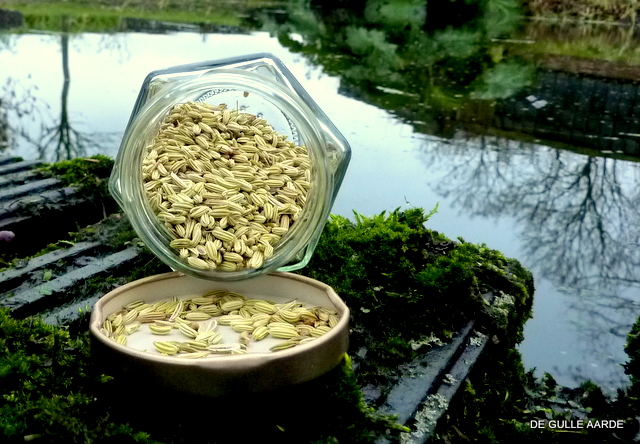 DE GULLE AARDE: venkelzaad