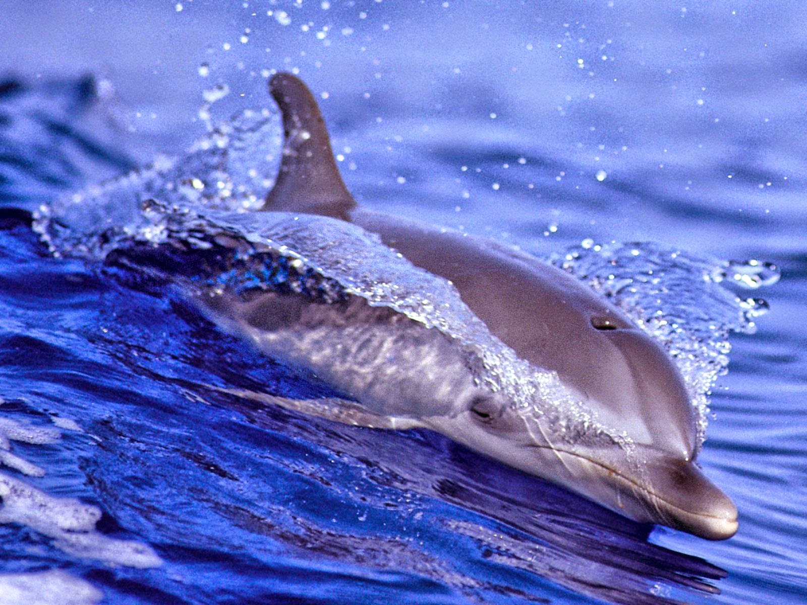 Dolphin - HD Wallpapers | Earth Blog