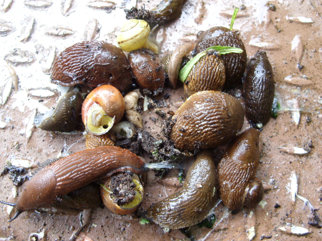 Kelli's Northern Ireland Garden: August 2013