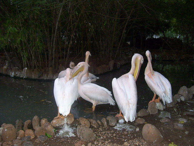 Tamilnadu Tourism: VOC Park and Zoo, Coimbatore