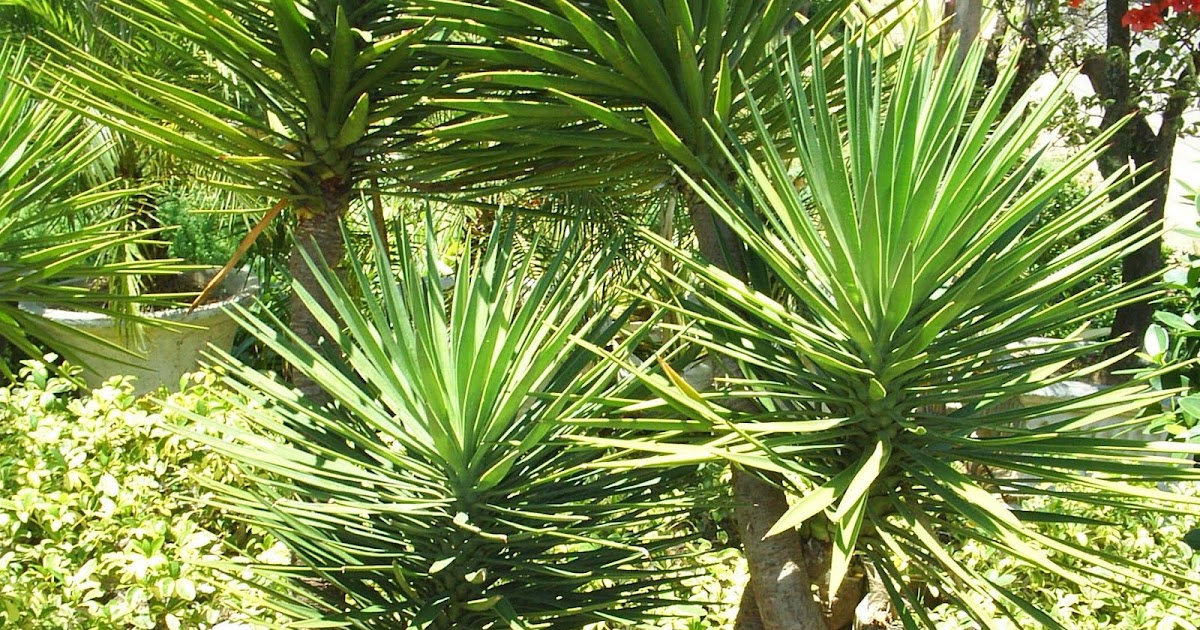 Virtual Laboratory of Plant Taxonomy: Yucca gloriosa (Asparagaceae)
