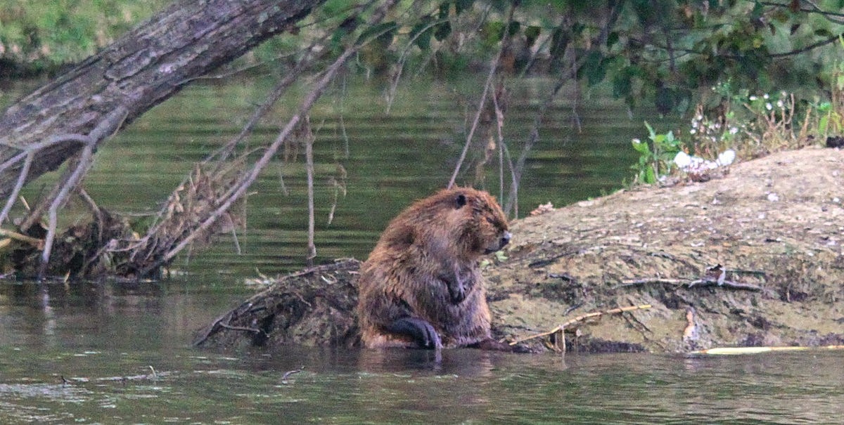 Gary's Outdoor Wanderings2: MORE UNUSUAL BEAVER PICS
