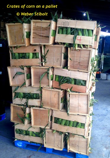 Harvesting corn: Down on the farm ~ Garden Architecture Blog