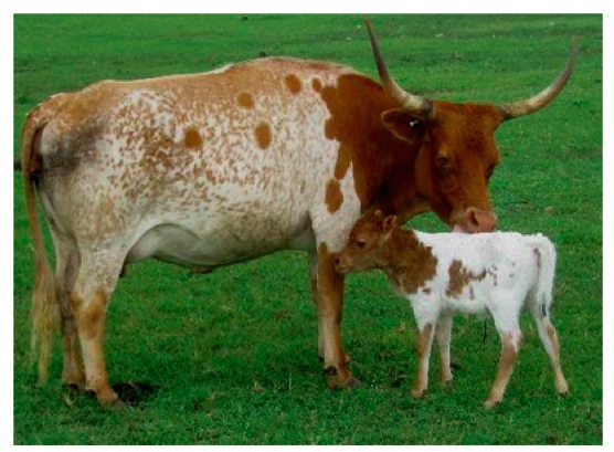 10 Miniature Cattle Breeds for Your Small Farm | Big Picture Agriculture