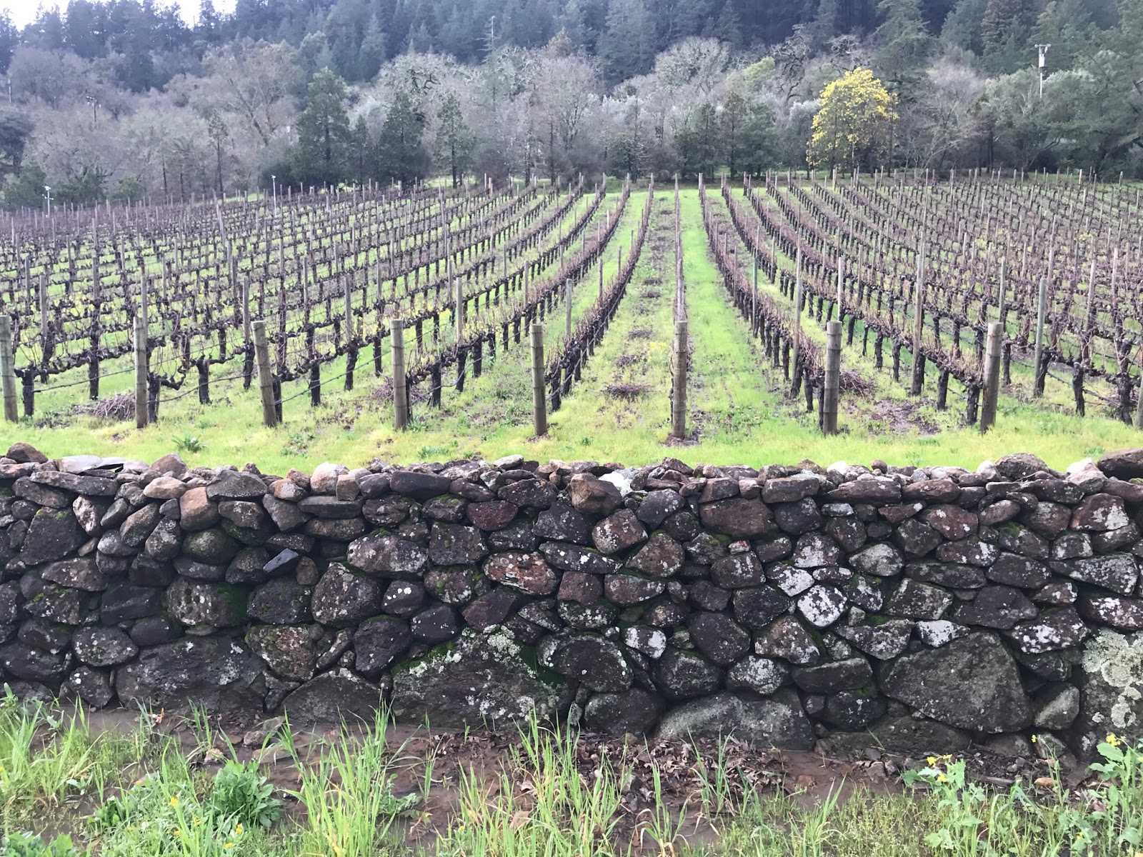 Thinking With My Hands: Napa Valley Dry Stone Walls