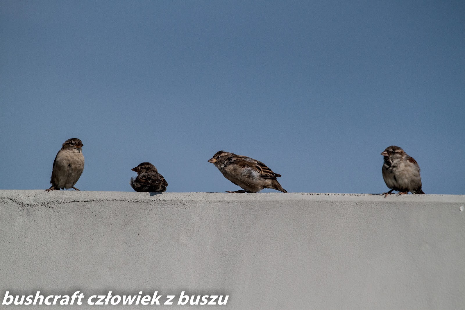 To Wróbel, a może Mazurek?