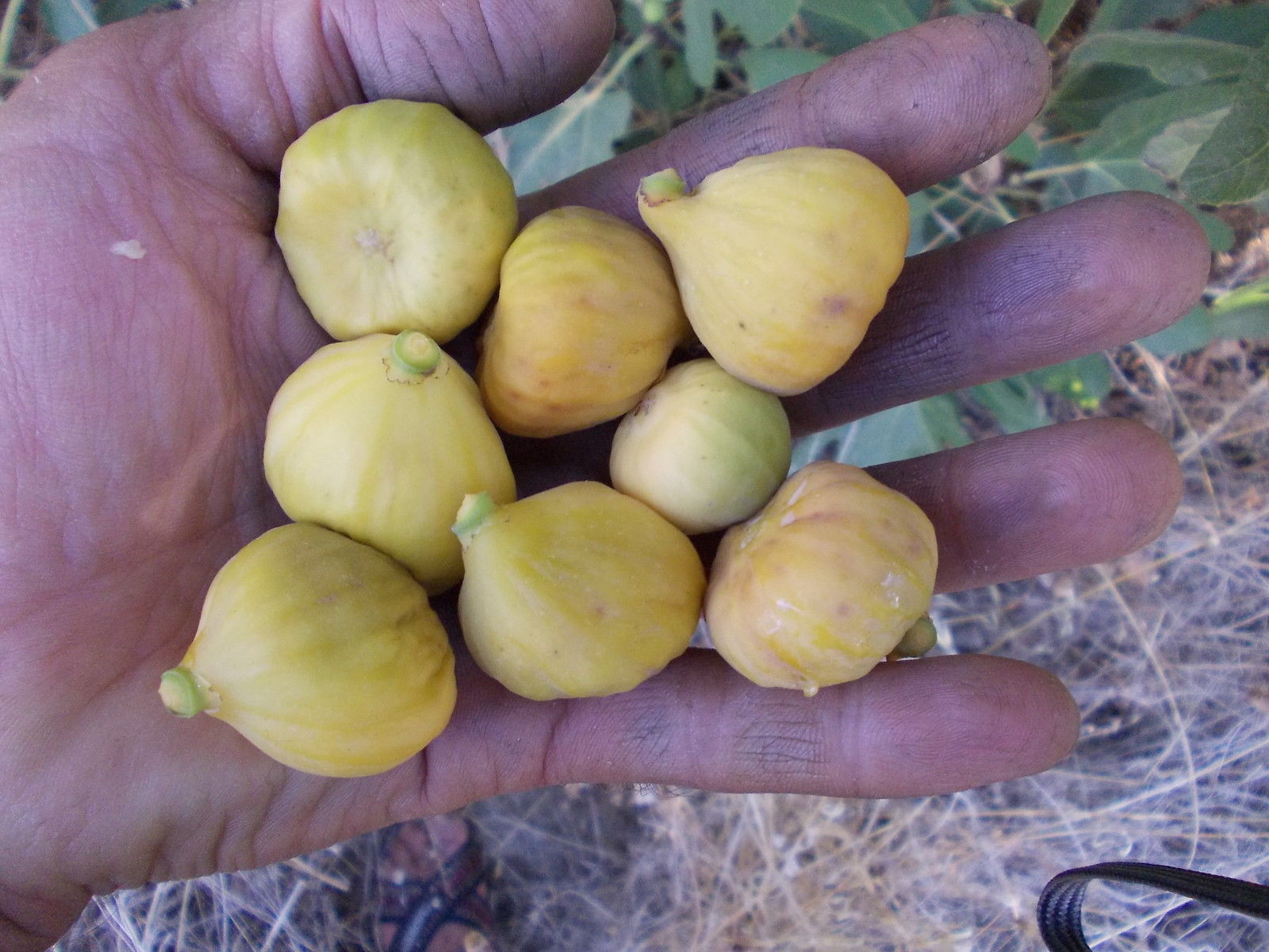 Mini Nut Fig - Var Tin