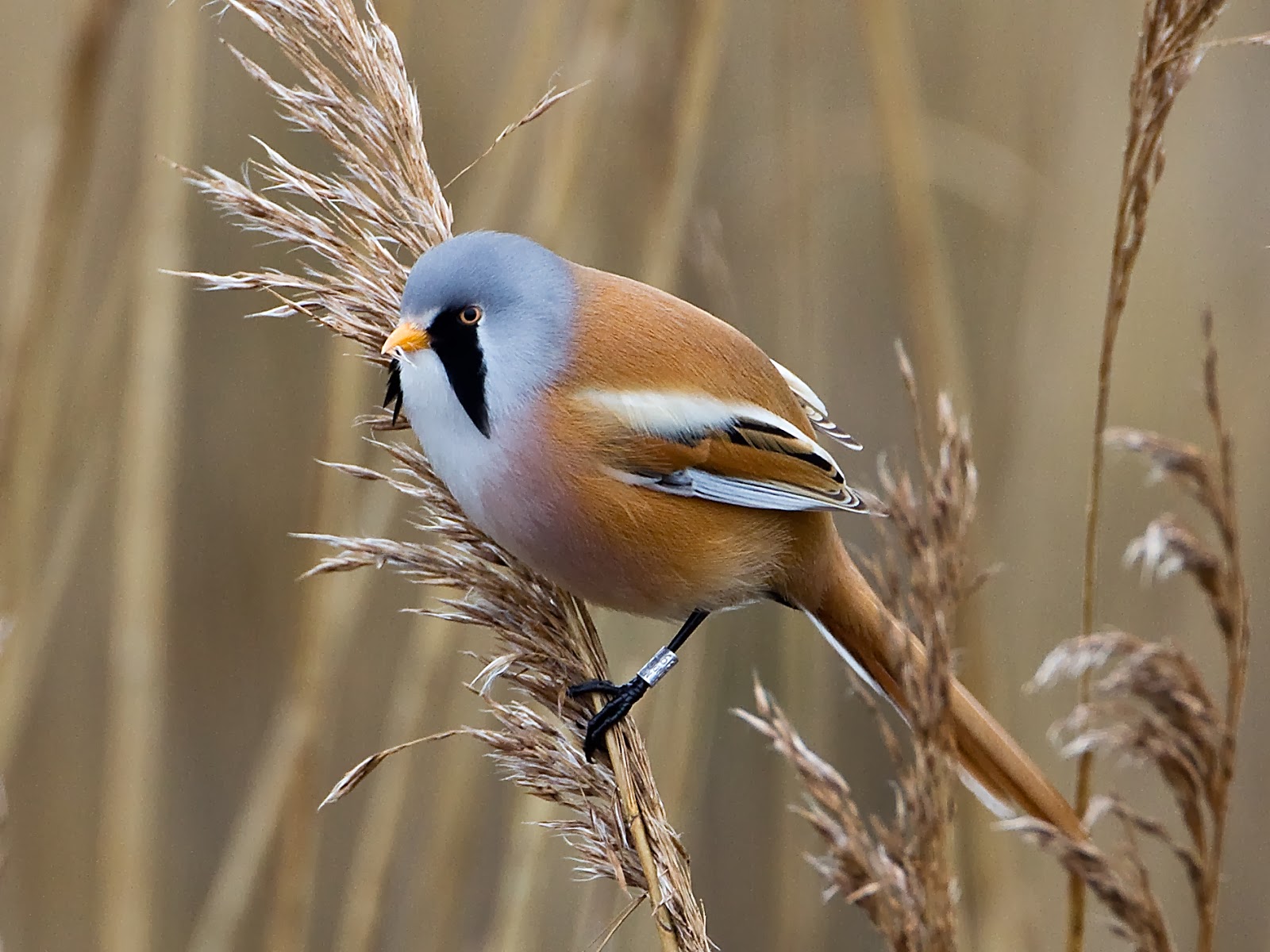 Martin's Sussex Birding Blog: Bearded Tits