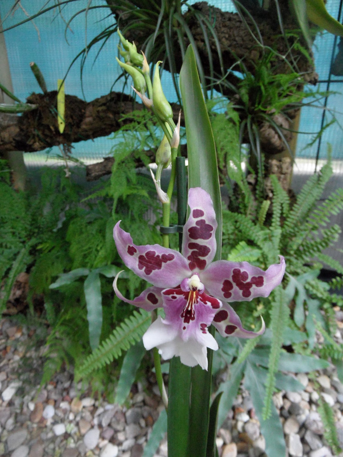 Orquídeas Blog de Angel Mar: octubre 2012