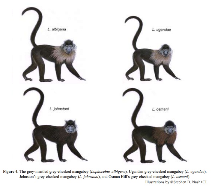 Species New to Science: [Mammalogy • 2007] The Endemic Uganda Mangabey ...