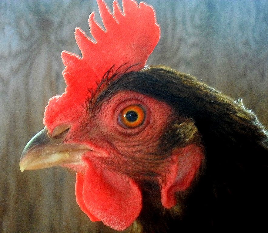 Frolicking Freckles: Chicken Chit Chat & Chicken Noodle Dumpling Soup.....