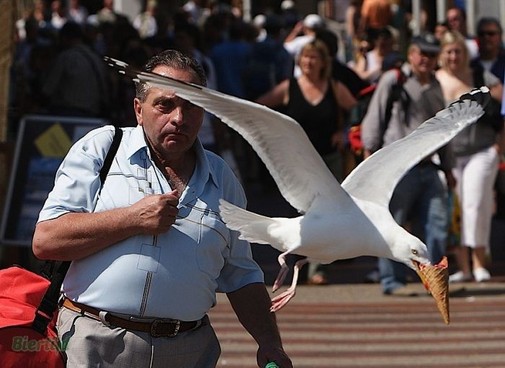Funny Animals: Funny Seagull Pictures