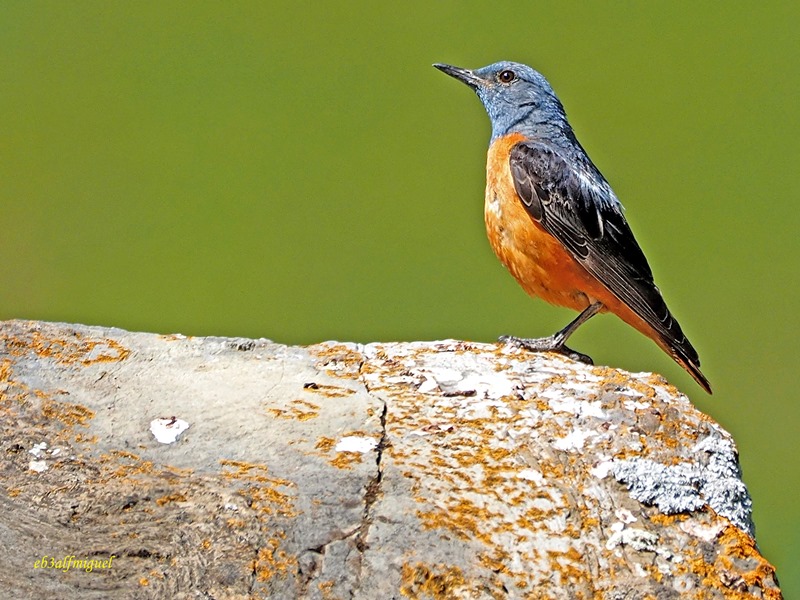 Miguel fotografia: Roquero rojo (Monticola saxatilis)Roquero rojo ...