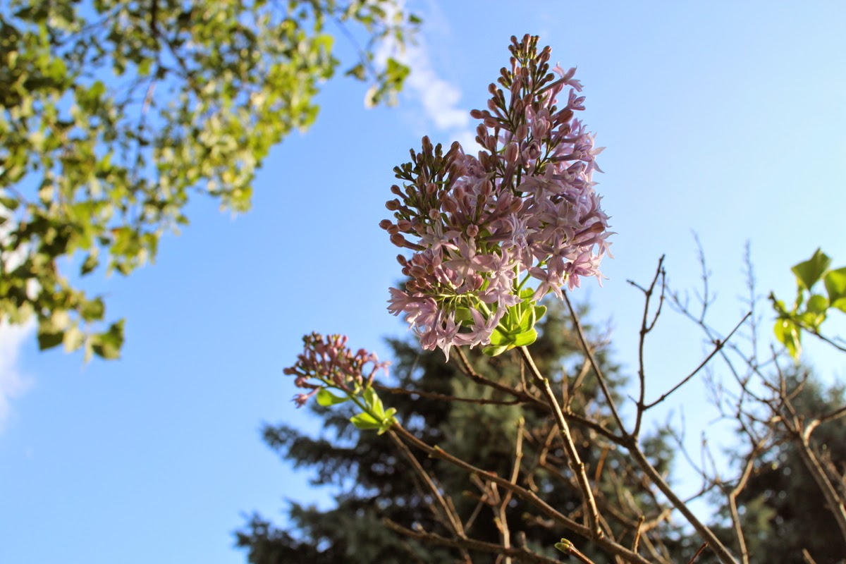 Lilacs and Springtime: Lilacs in September