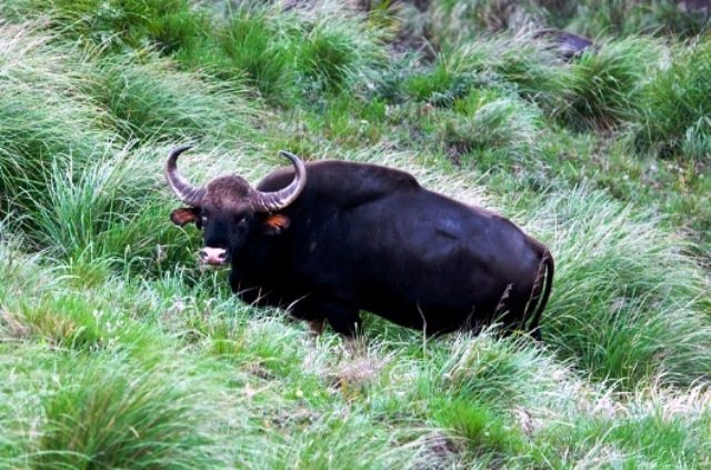 DAJIPUR - RADHANAGARI - Amazing Maharashtra