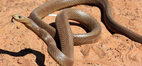 Najotrovnija zmija na svijetuuu KOPNENI TAJPAN - Luciffer novosti