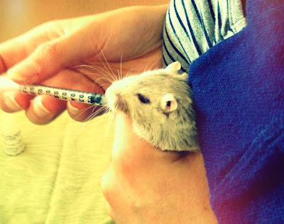 Fly-Tying Mountain Girl: How To Give A Gerbil Medicine