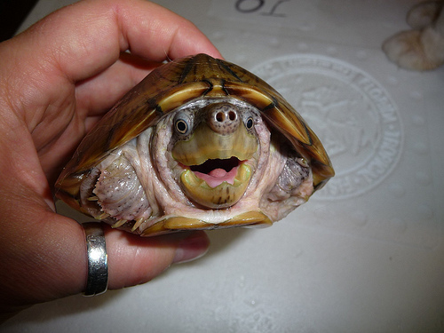 THE ANIMAL for JUST: Mud and Musk Turtles