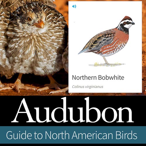 Teacher Librarians: Bridging Theory and Practice: Website Review: Guide ...