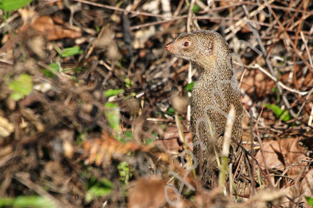 Jurón o Hurón. | Fauna Dominicana
