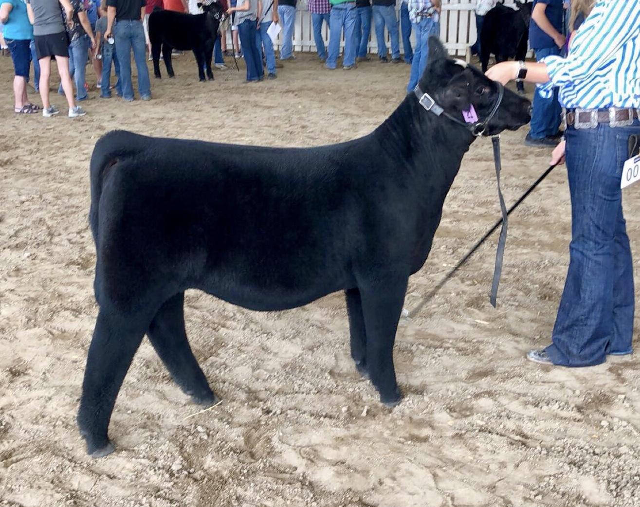 MITTAG Blog: RESERVE CHAMPION CHI HEIFER
