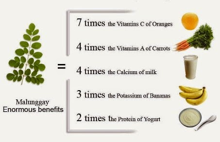 malunggay tea benefits | Alternative Medicine