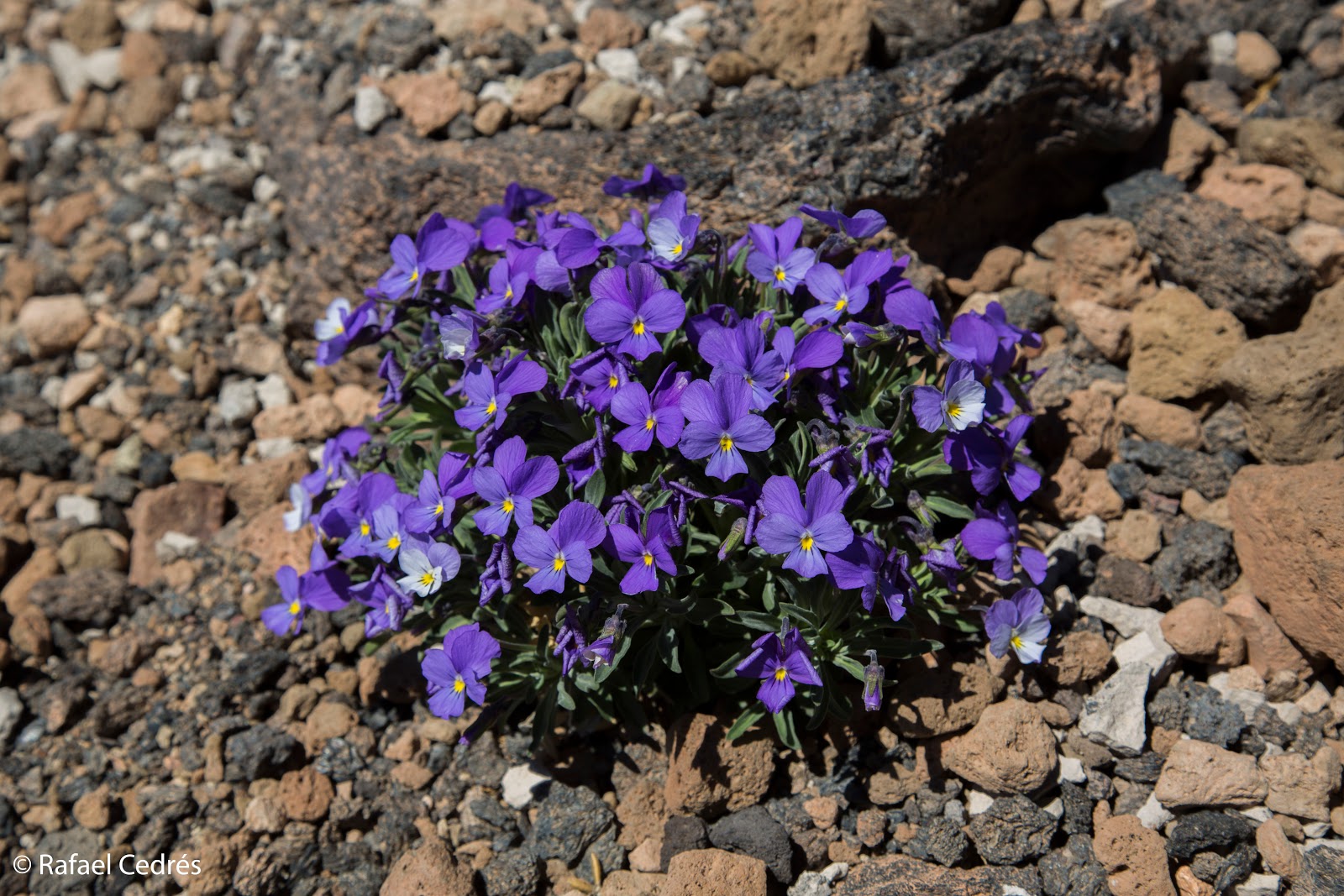 MONTAÑA TRENES E HISTORIAS: mayo 2018