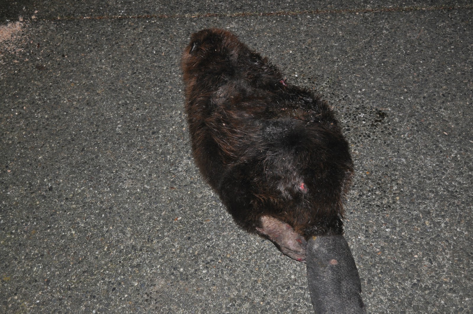 meat: Dead beaver