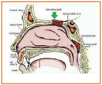 PENCIUMAN -KHEMO RESEPTOR