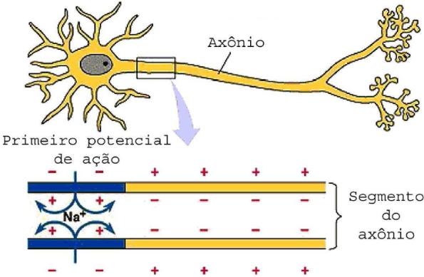 NEUROANATOMIA – TECIDO NERVOSO