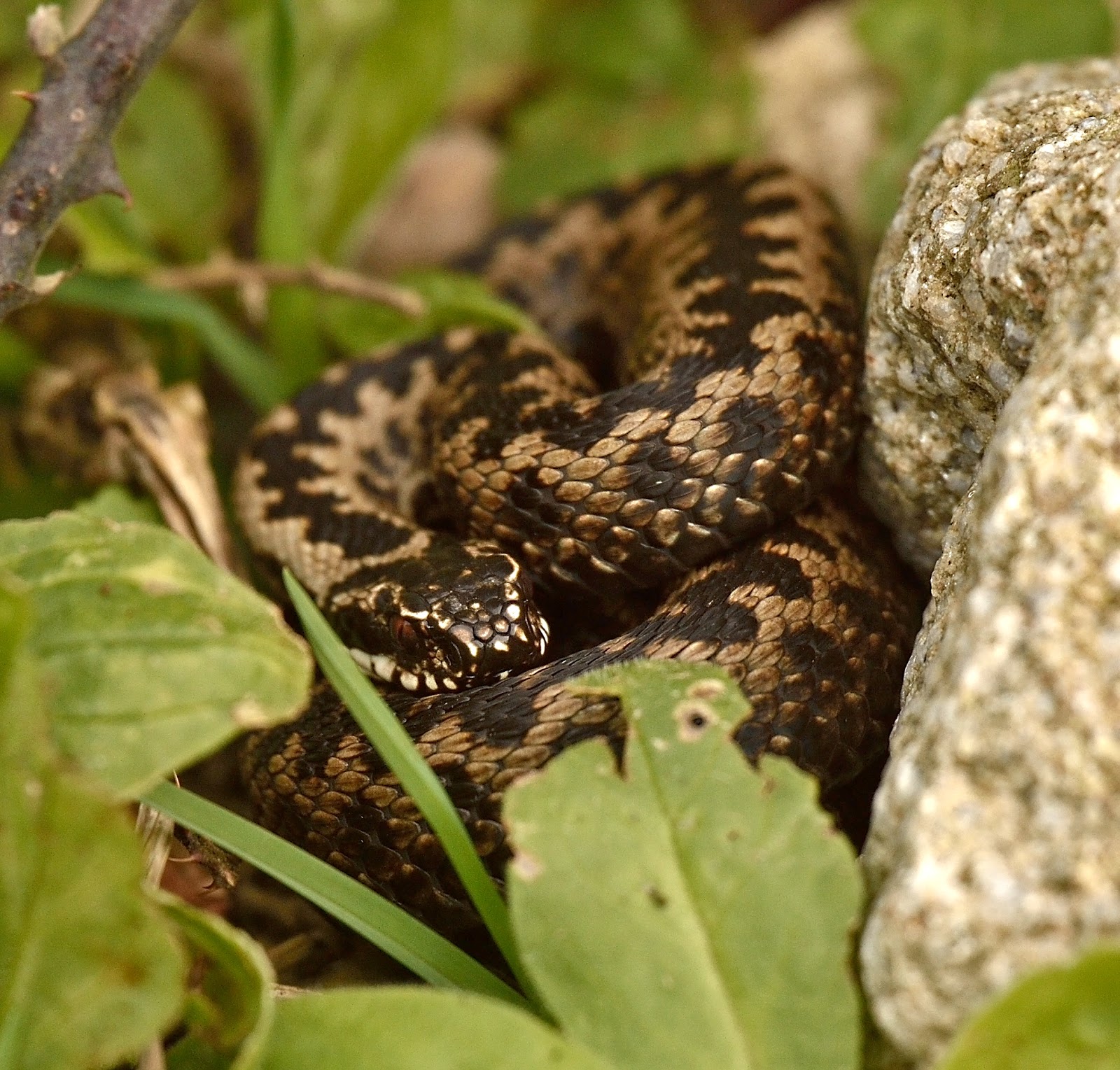 Alan James Photography : Winter storms and Spring Adders