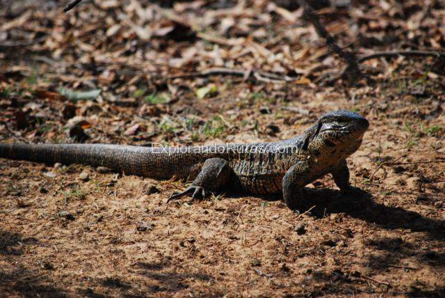 Planeta Vivo: Flora y Fauna Representativa de cada Bioma de Venezuela