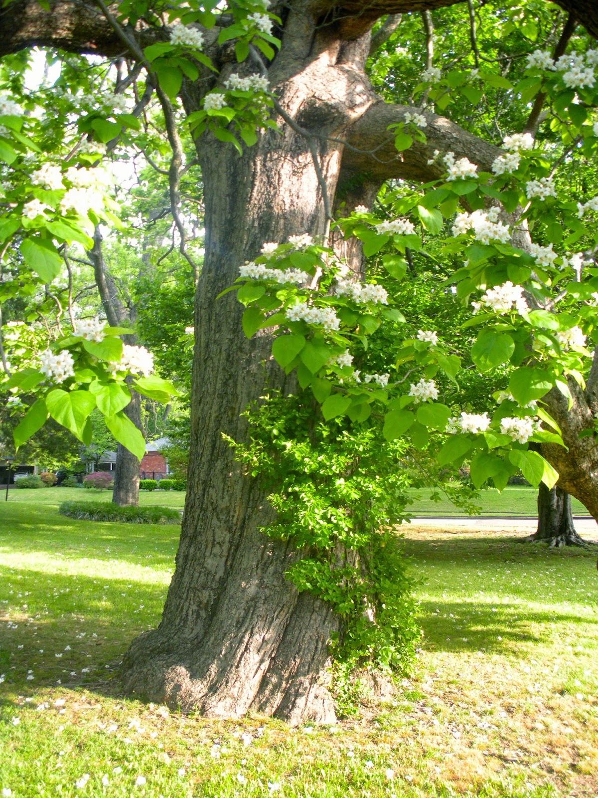 Memphis Trees: Eye catching trees